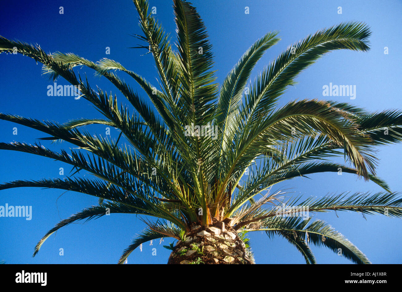 palm tree Florida Stock Photo - Alamy