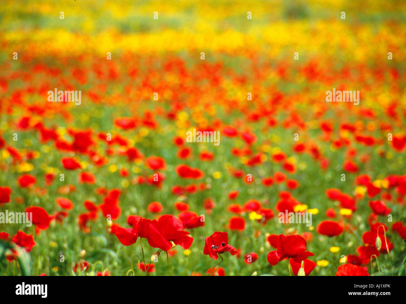 Poppyfield france hi-res stock photography and images - Alamy