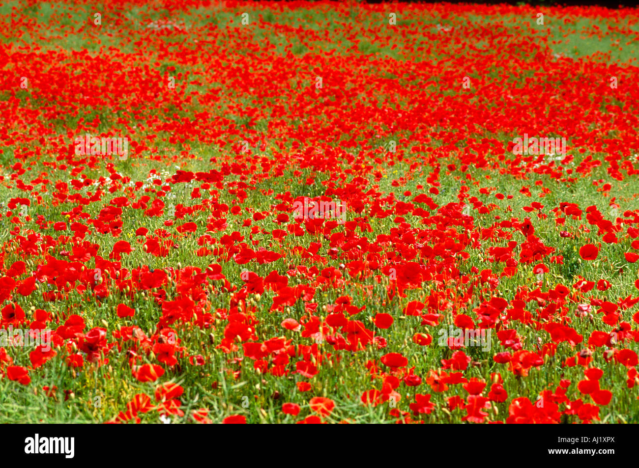 Wild poppies monet hi-res stock photography and images - Alamy