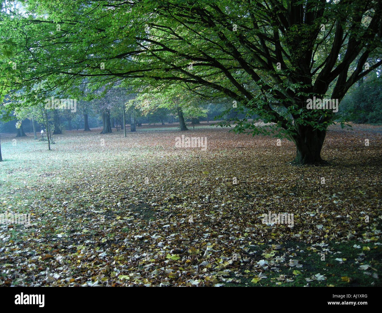 Park in Mist Stock Photo - Alamy