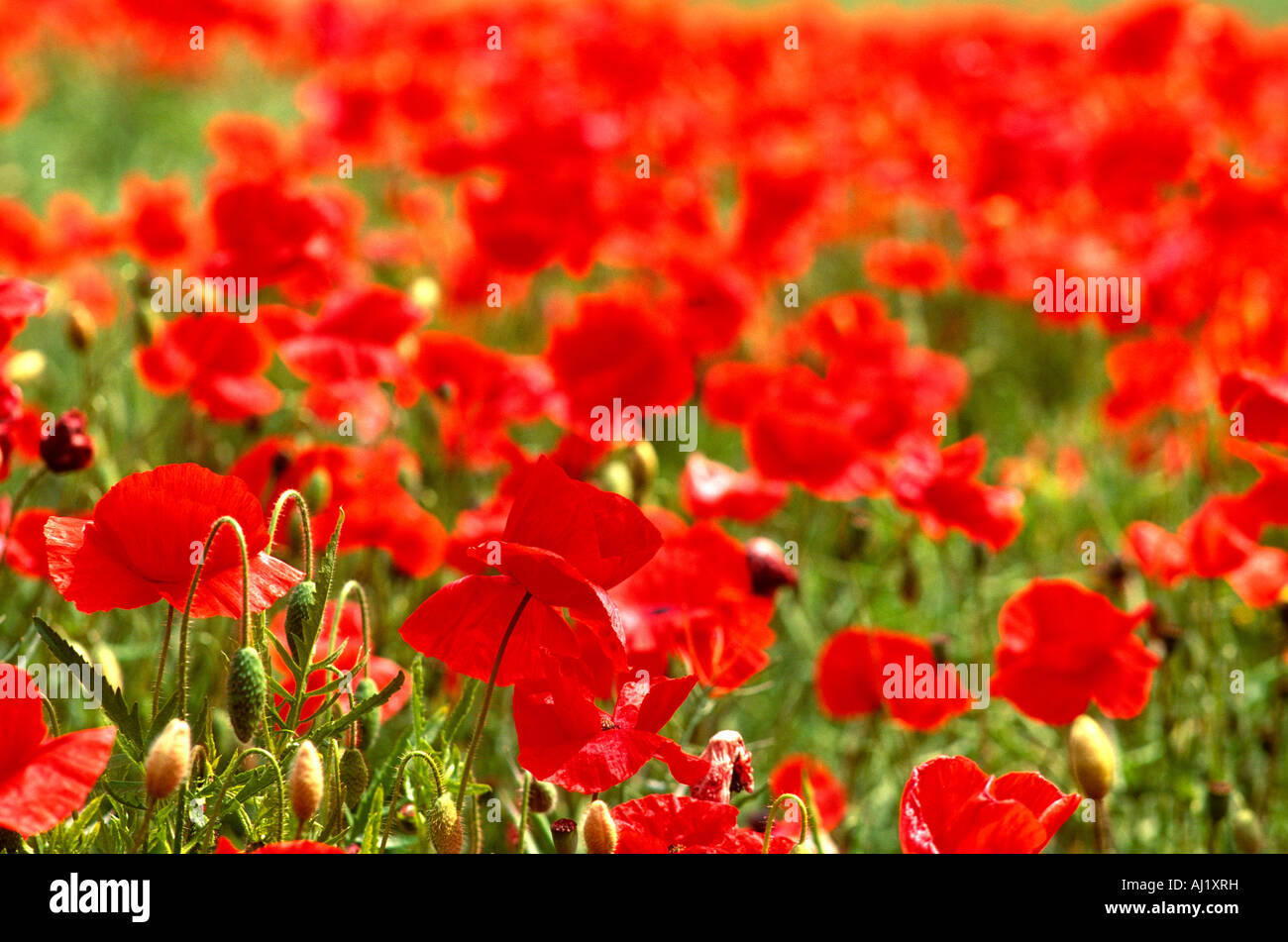 Poppyfield france hi-res stock photography and images - Alamy