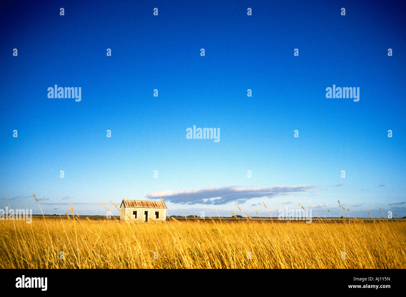 derelict farm dwelling in field with blue sky Stock Photo - Alamy