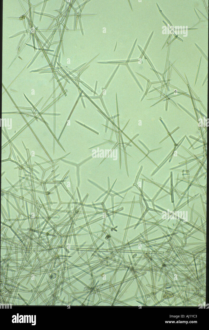 Sycon High Resolution Stock Photography and Images - Alamy