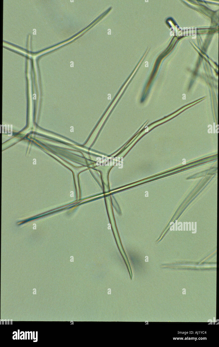 Scypha Spicules