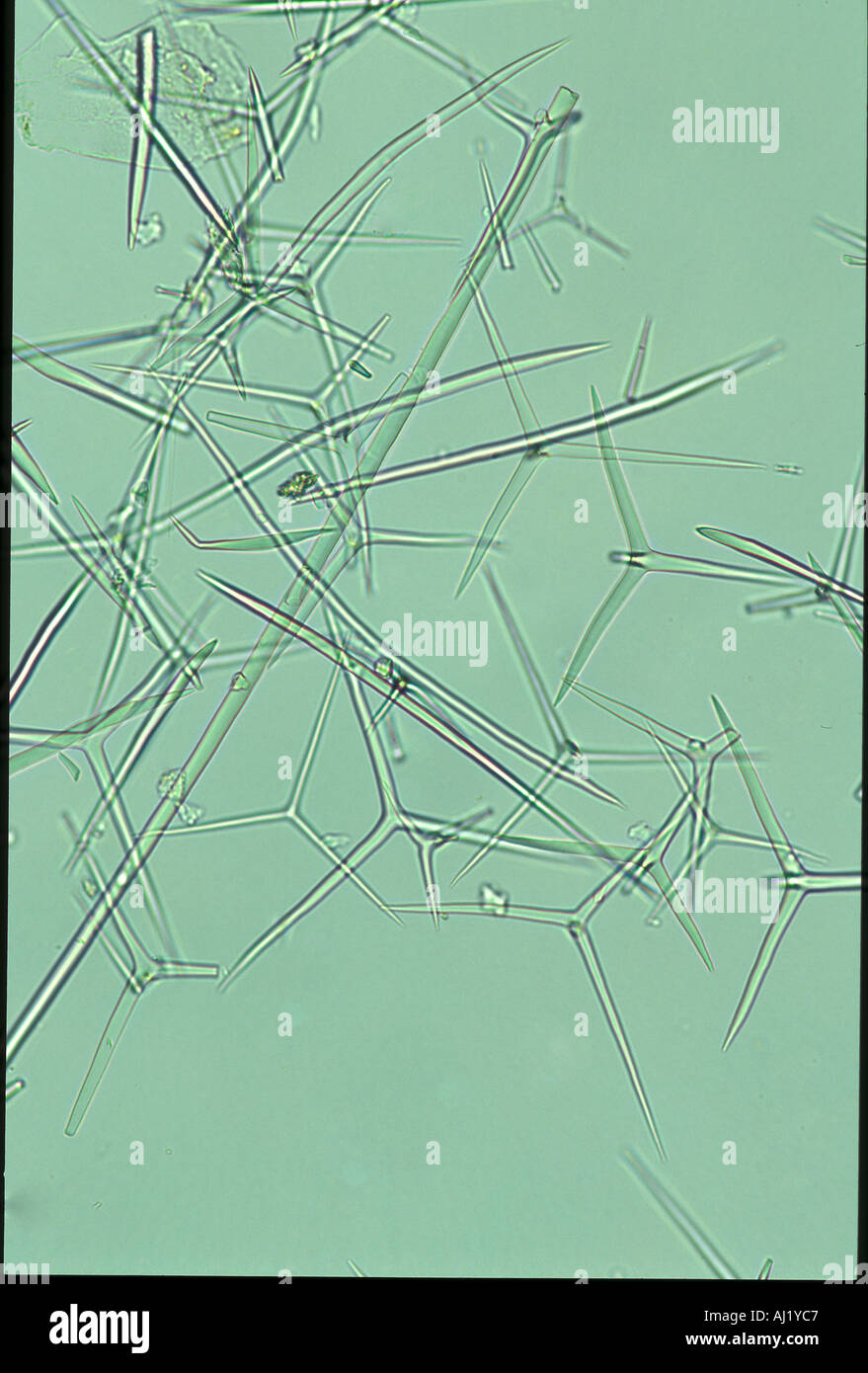 Oxas trirradiates and calthrops spicules from Leucosolenia sp enlarged ...