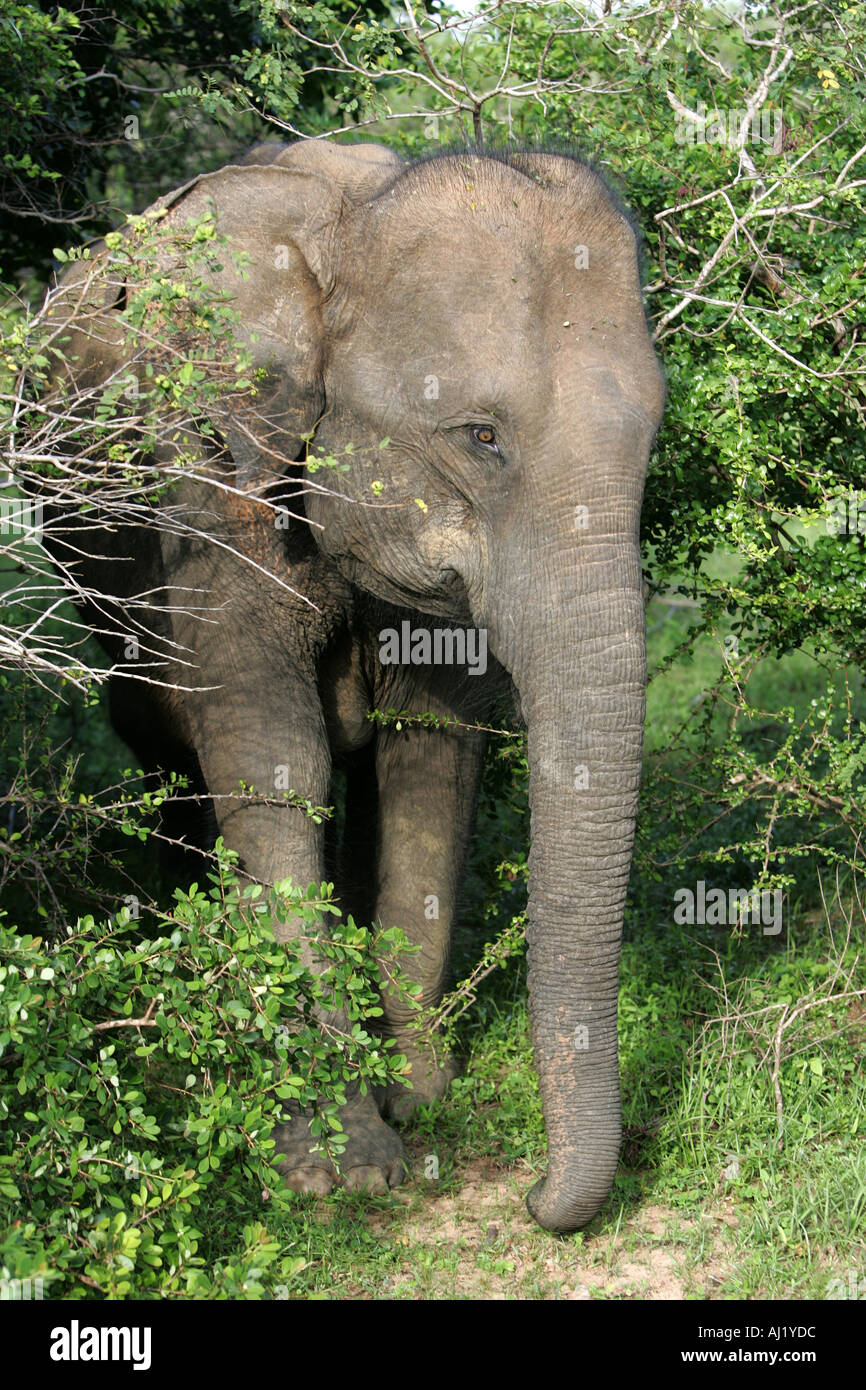 An elephant in the Yala National Park in Sri Lanka Stock Photo - Alamy