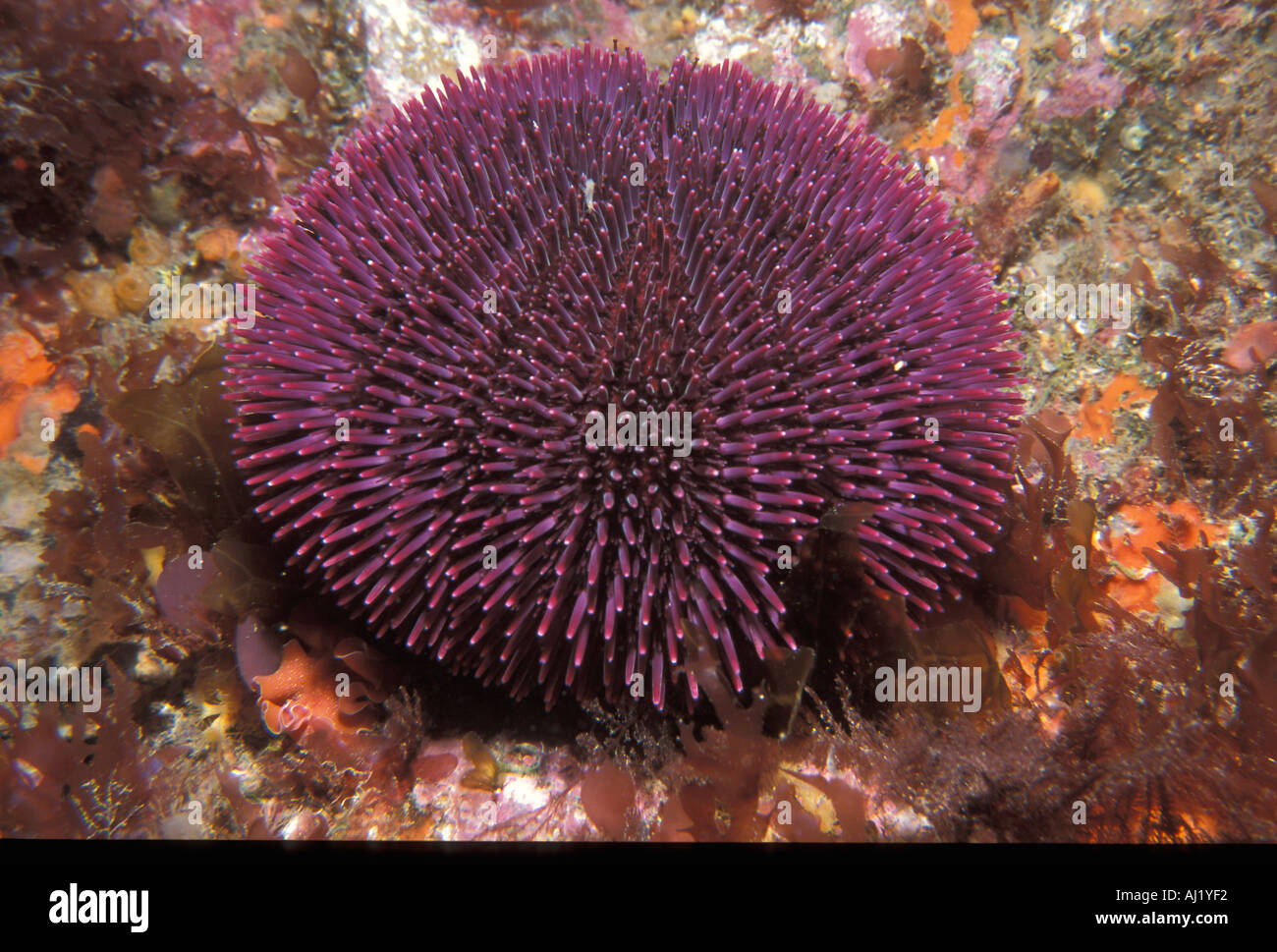 Another example of the large sea urchin Sphaerechinus granularis ...