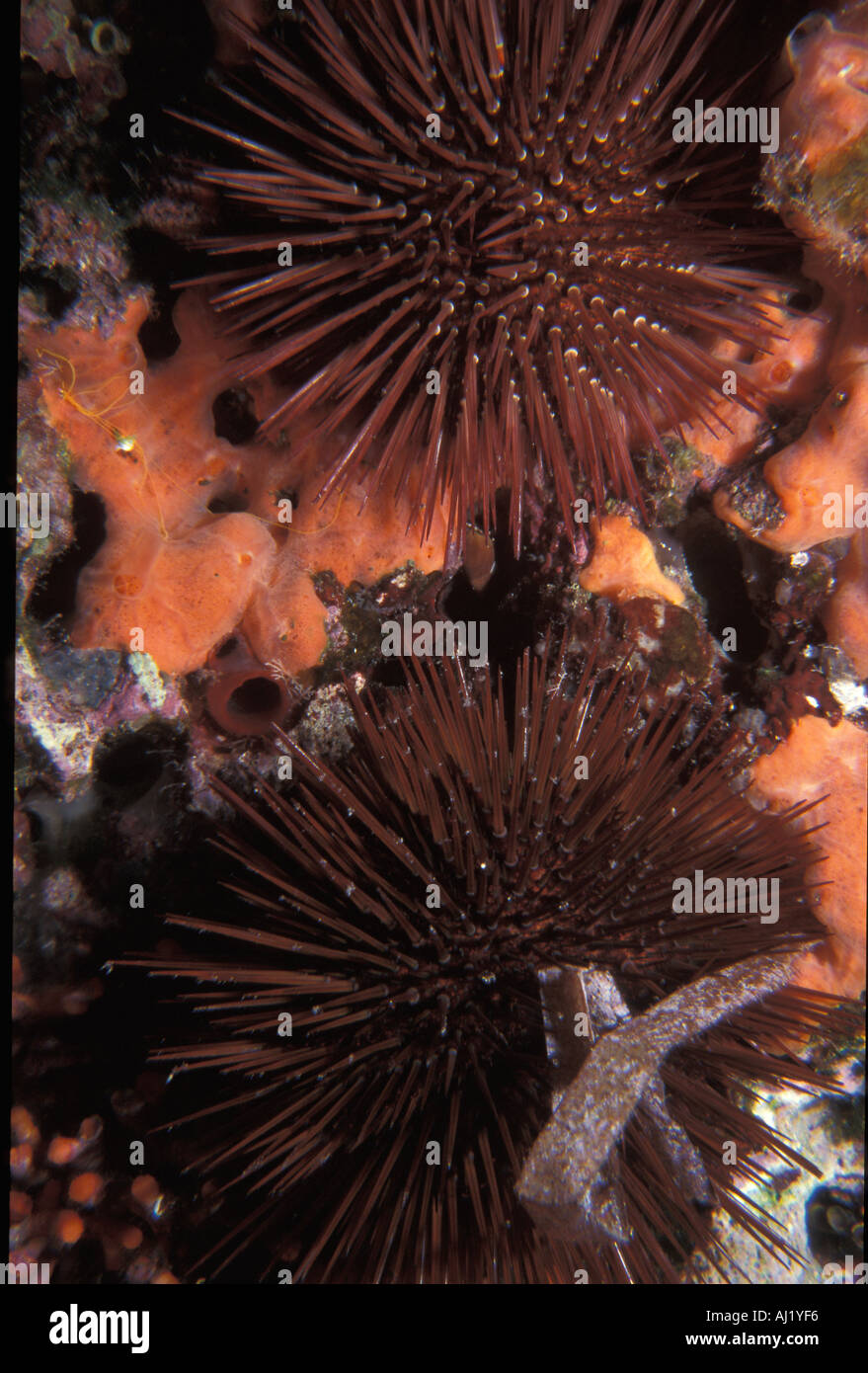 two examples of common sea urchin Paracentrotus lividus Menorca ...