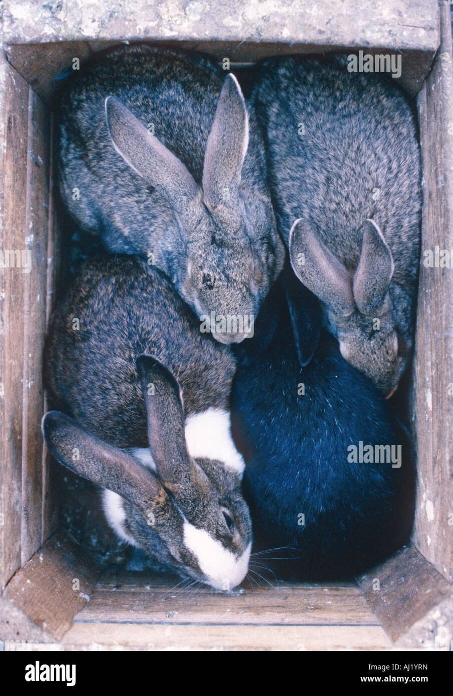 Four rabbits tightly squashed into a box at market waiting to be sold ...