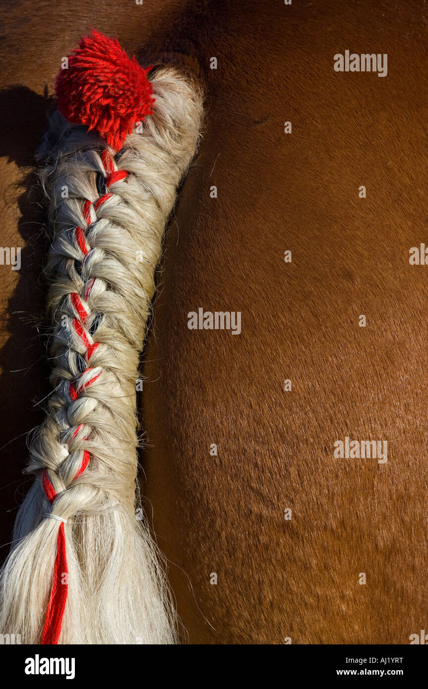 Horse tail braid hi-res stock photography and images - Alamy
