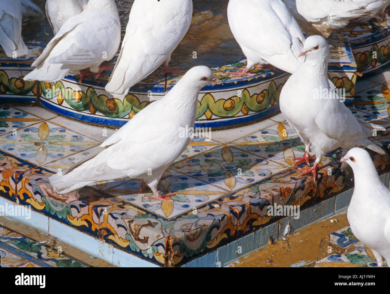 white doves park tiled pool Stock Photo - Alamy