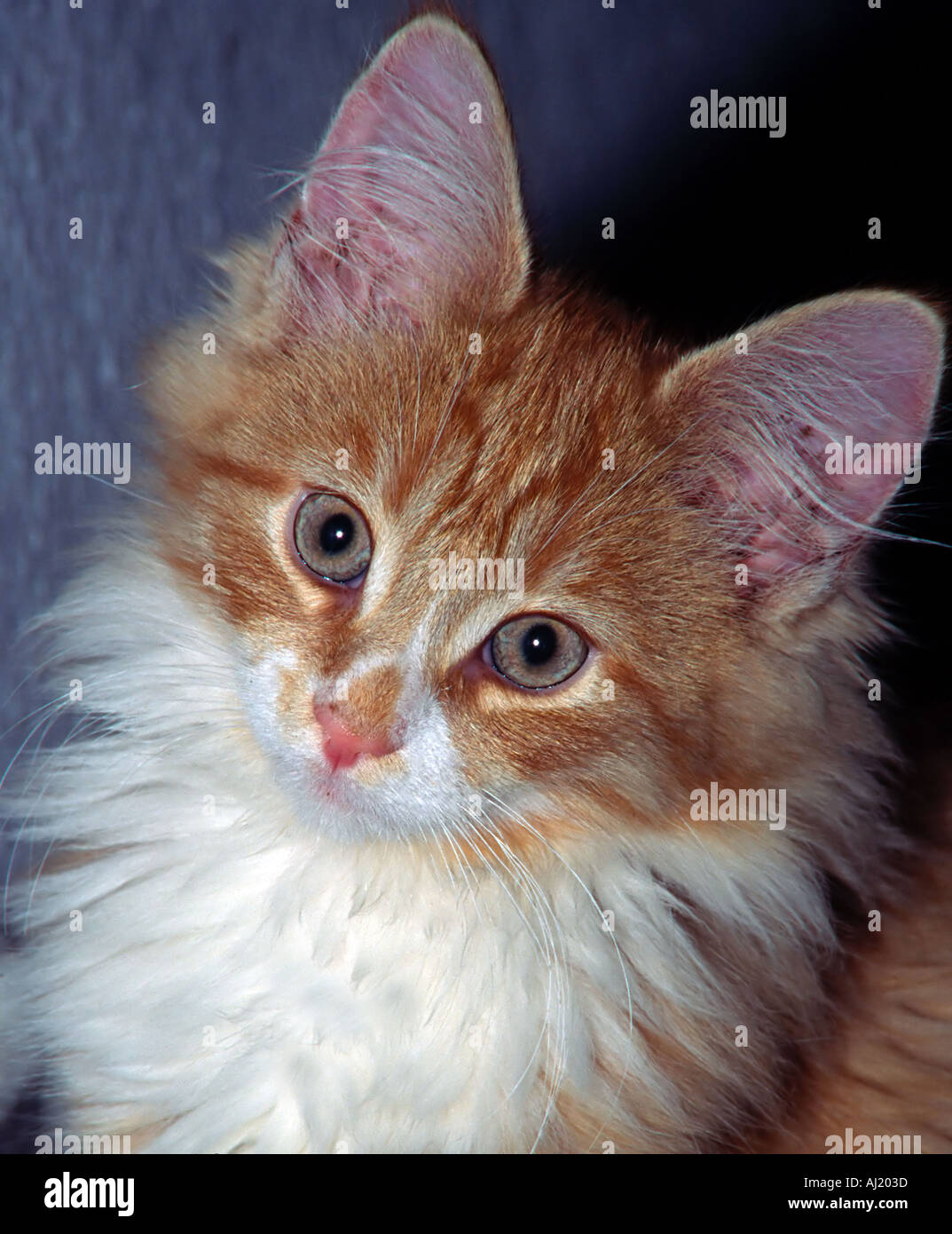 Persian mix cat hi-res stock photography and images - Alamy