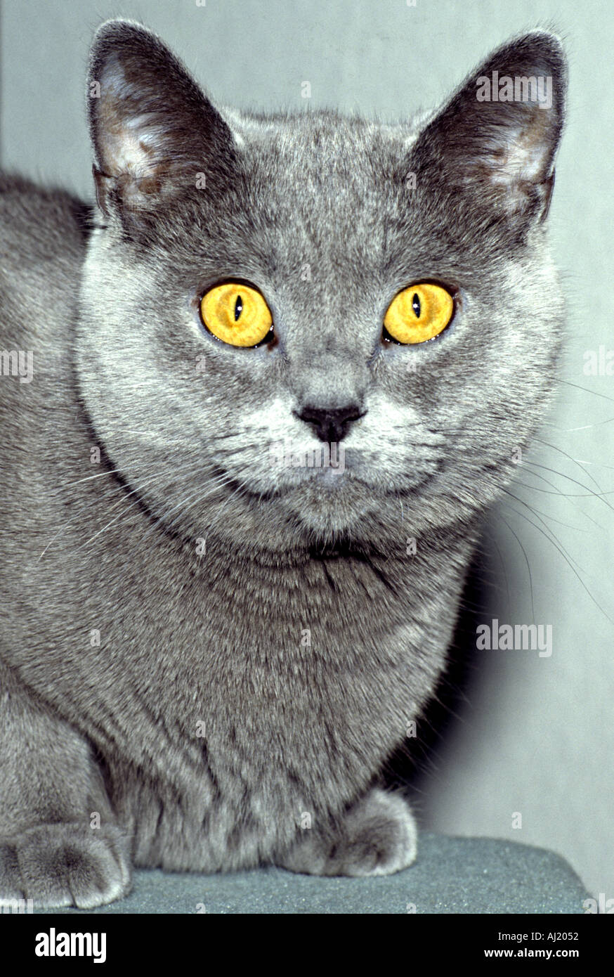 blue Kartheuser cat with yellow eyes Stock Photo - Alamy