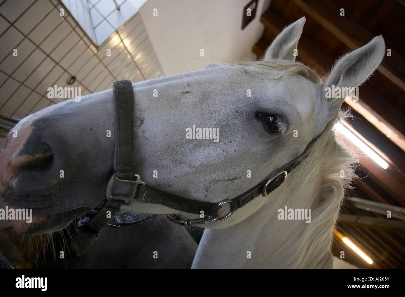 Piber osterreich hi-res stock photography and images - Alamy