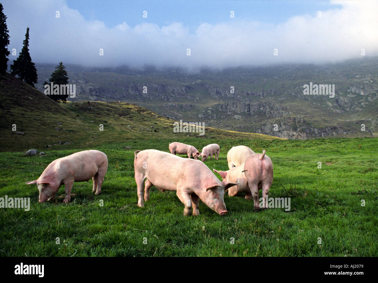 free running pigs in the Alpes in Tessin Stock Photo - Alamy