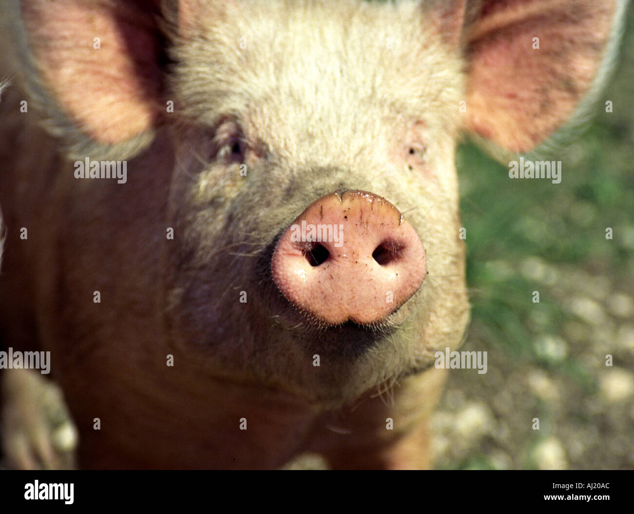 Snuffels hi-res stock photography and images - Alamy