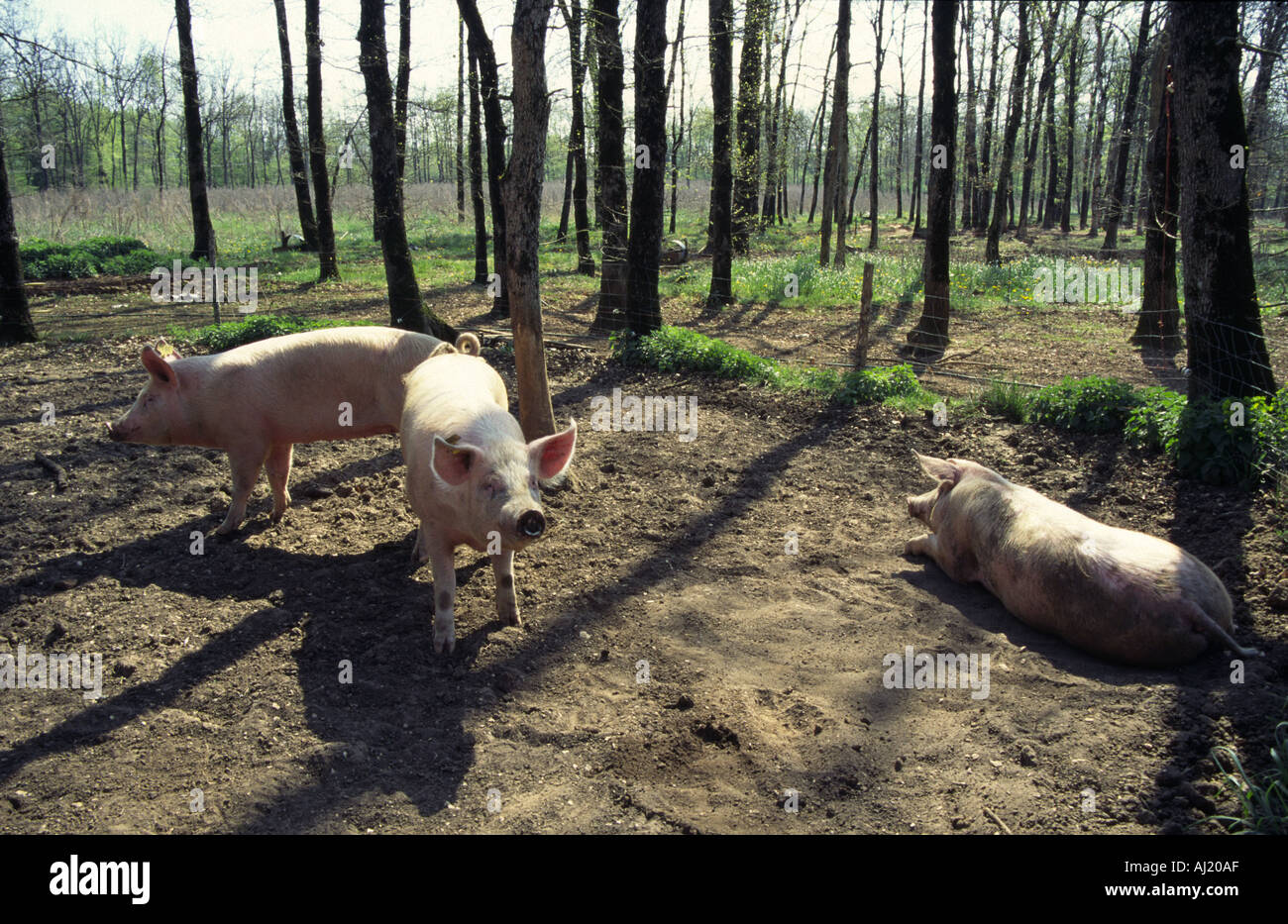 Pigs running free hi-res stock photography and images - Alamy