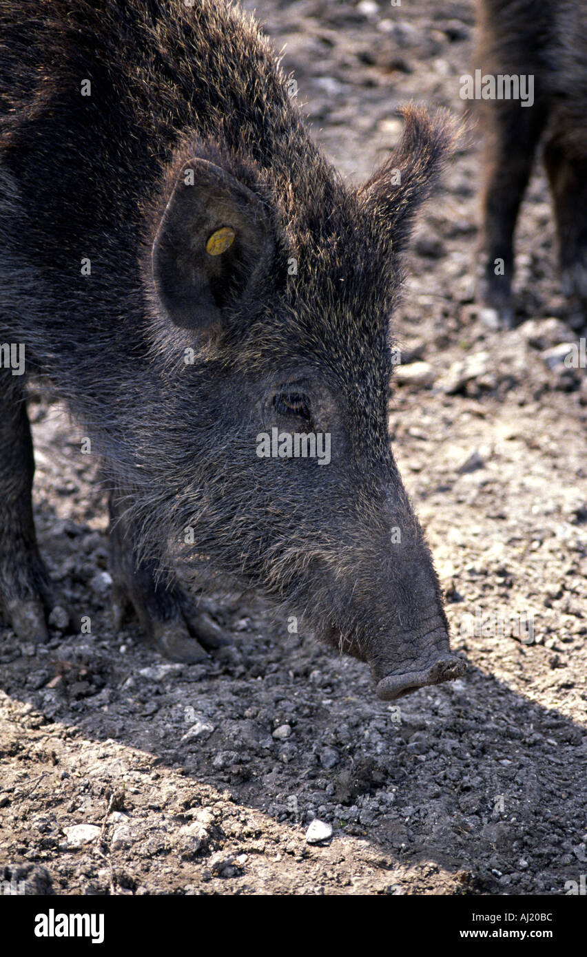 wild pig in breeding searching for food in enclosure Stock Photo - Alamy