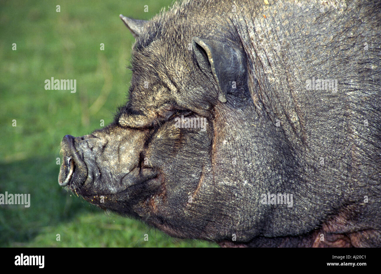 Pig profile hi-res stock photography and images - Alamy
