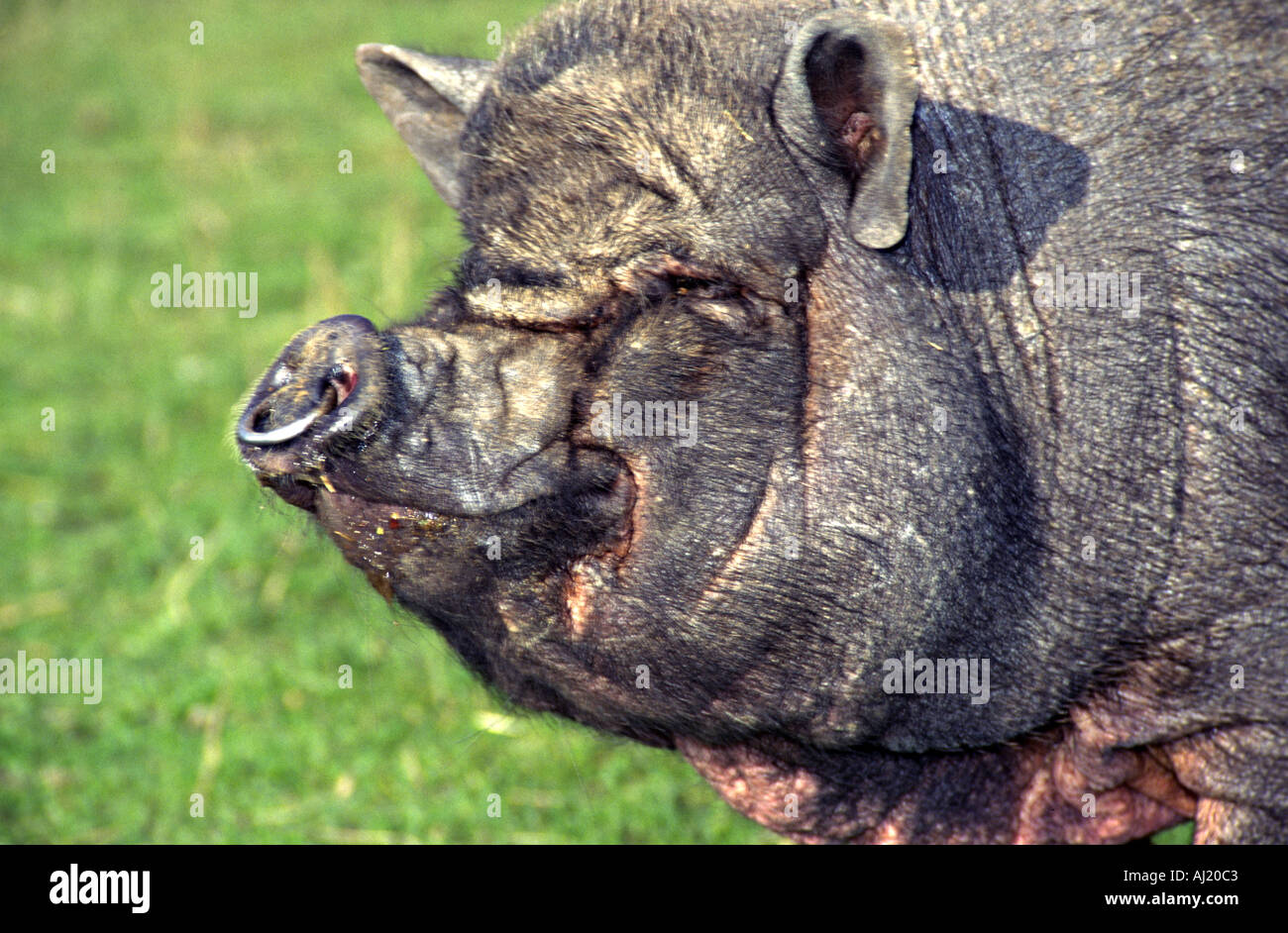 Pig profile hi-res stock photography and images - Alamy