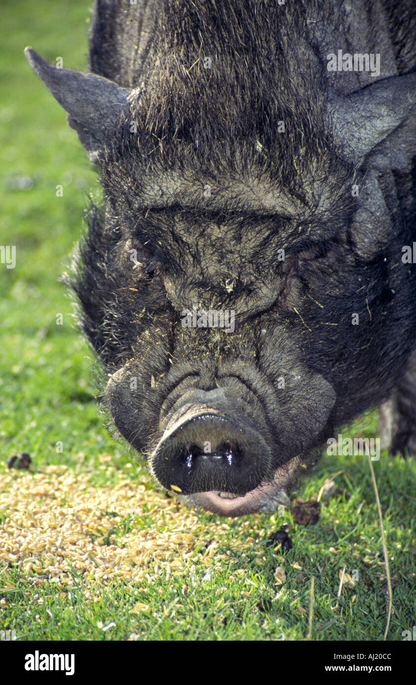 fat grey pig eating grain Stock Photo - Alamy