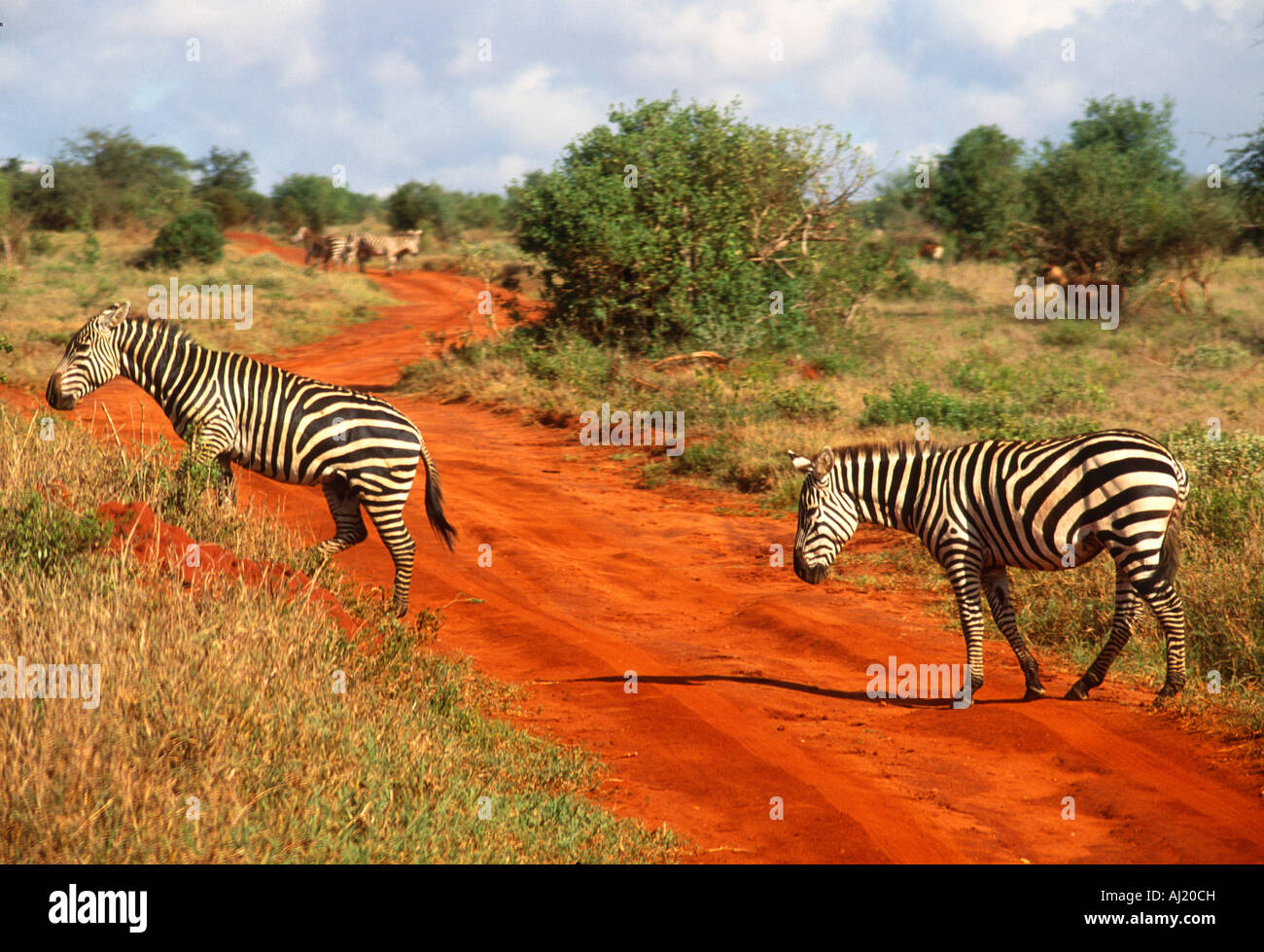 two Zebras crossing track in Game Park Stock Photo - Alamy