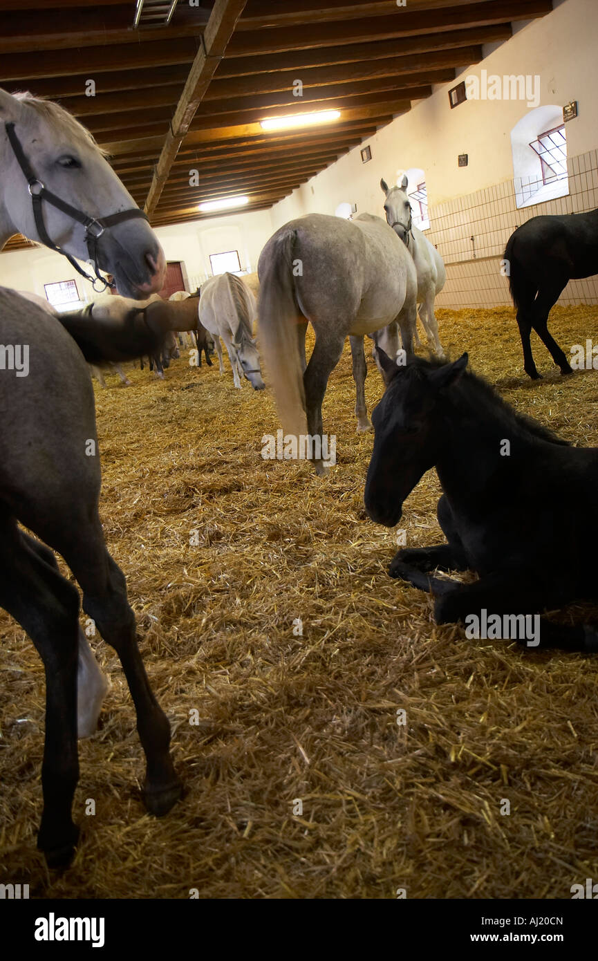 horses in stud Piber Stock Photo - Alamy