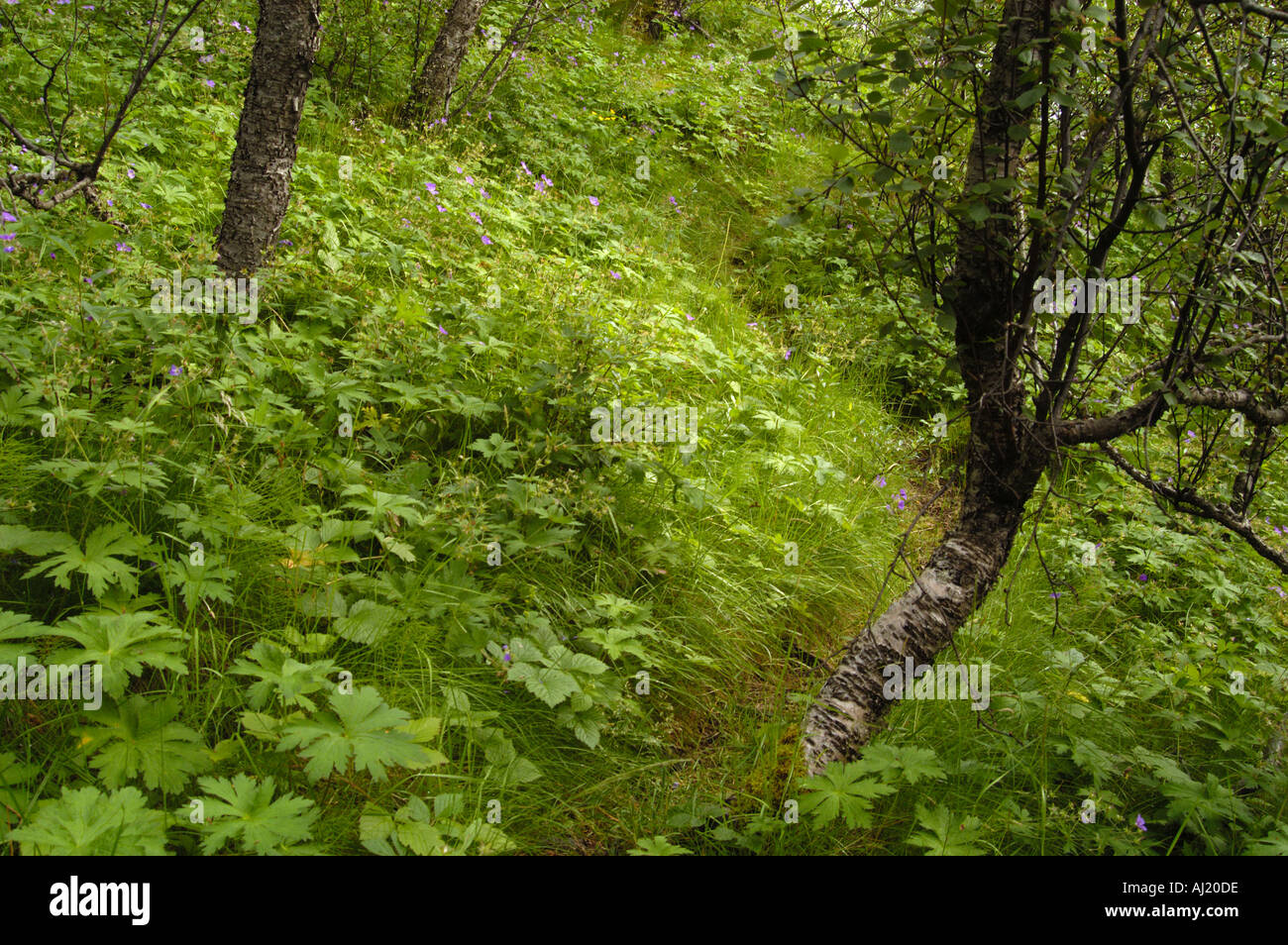 birch forest in the Skaftafell National Park Iceland Stock Photo - Alamy