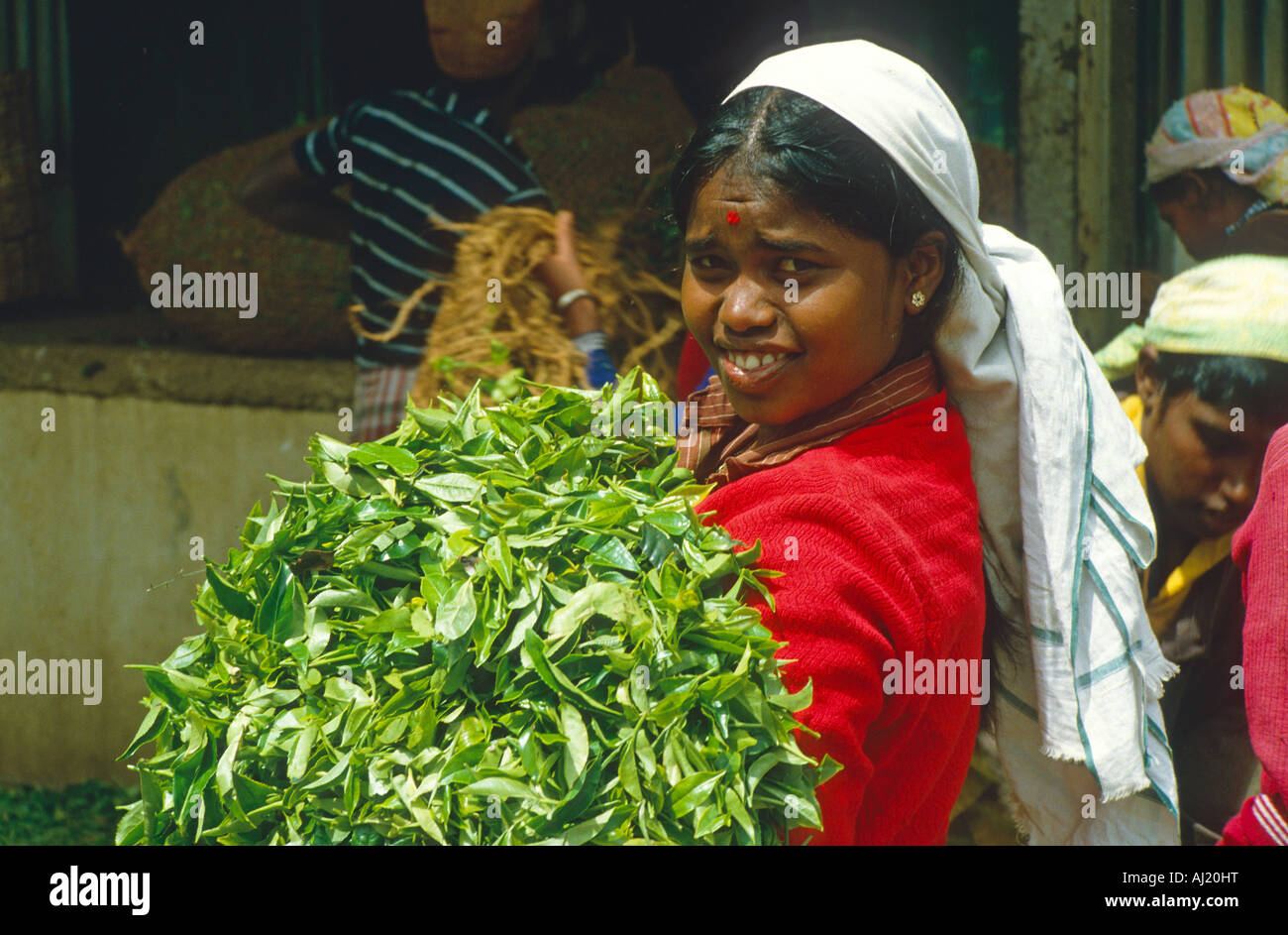 woman tea picker carrying freshly picked tea leaves Stock Photo - Alamy