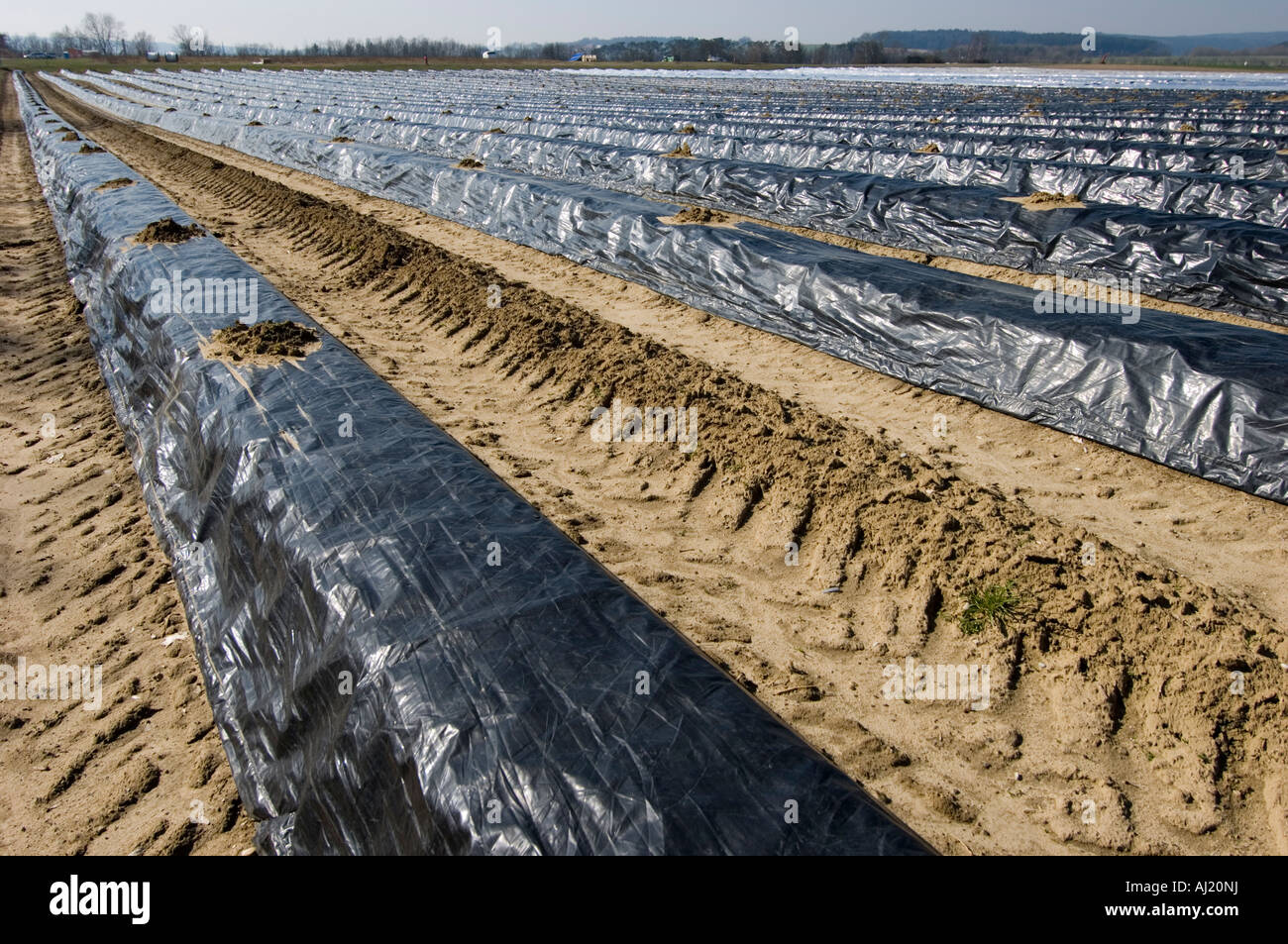 asparagus vegetable FIELD agriculture rows growing market till the soil ...