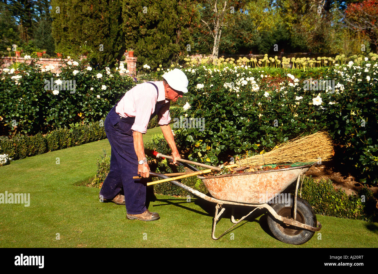 elderly man gardening on a hot day with wheelbarrow in a rose garden ...
