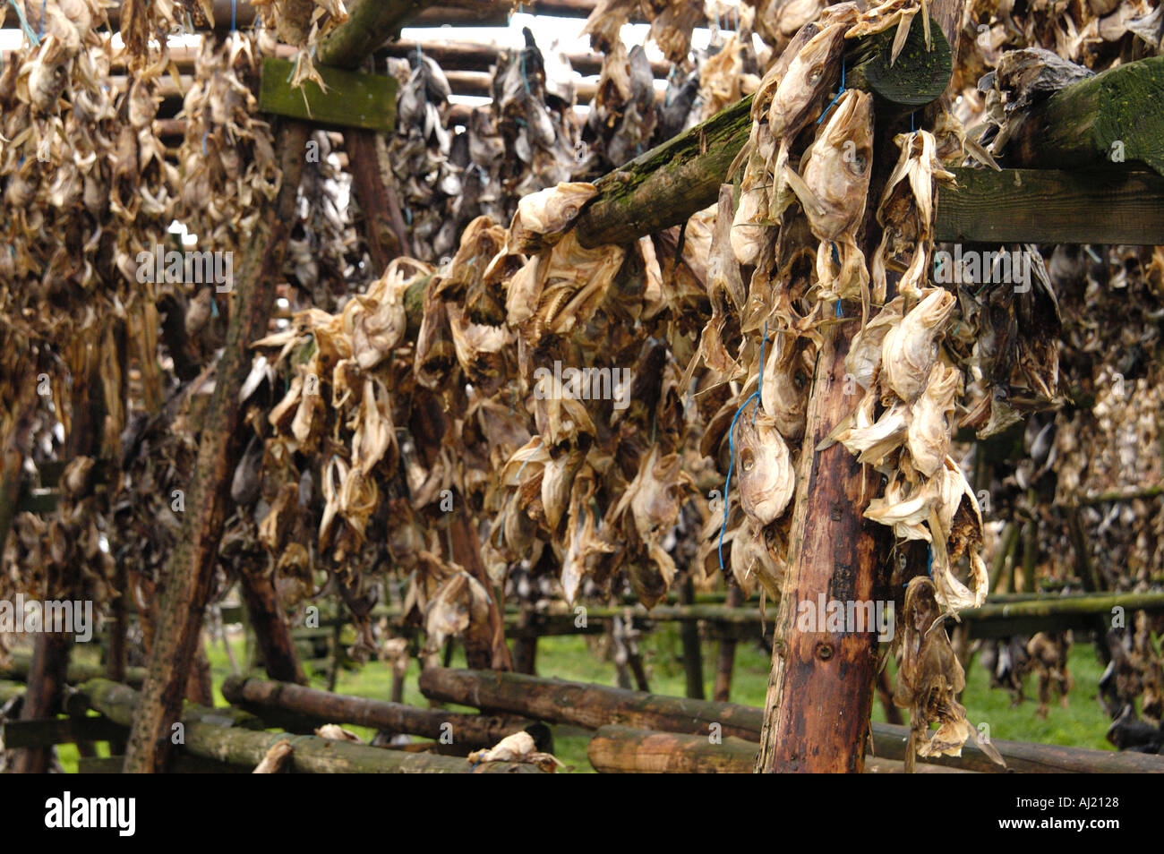 heads of dried cod stinks on wooden framework Iceland Stock Photo - Alamy