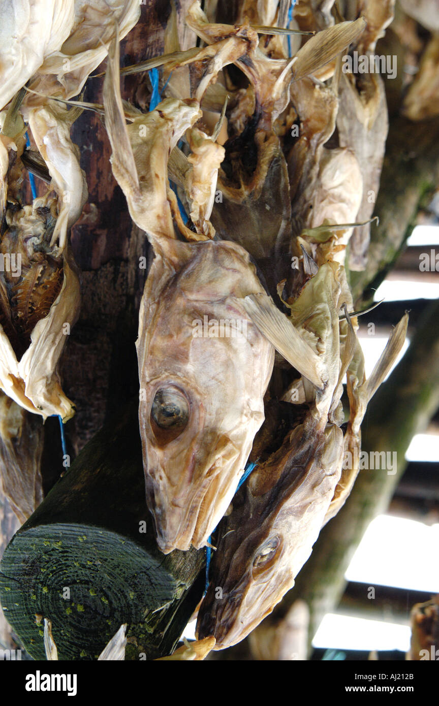 heads of dried cod stinks on wooden framework Iceland Stock Photo - Alamy