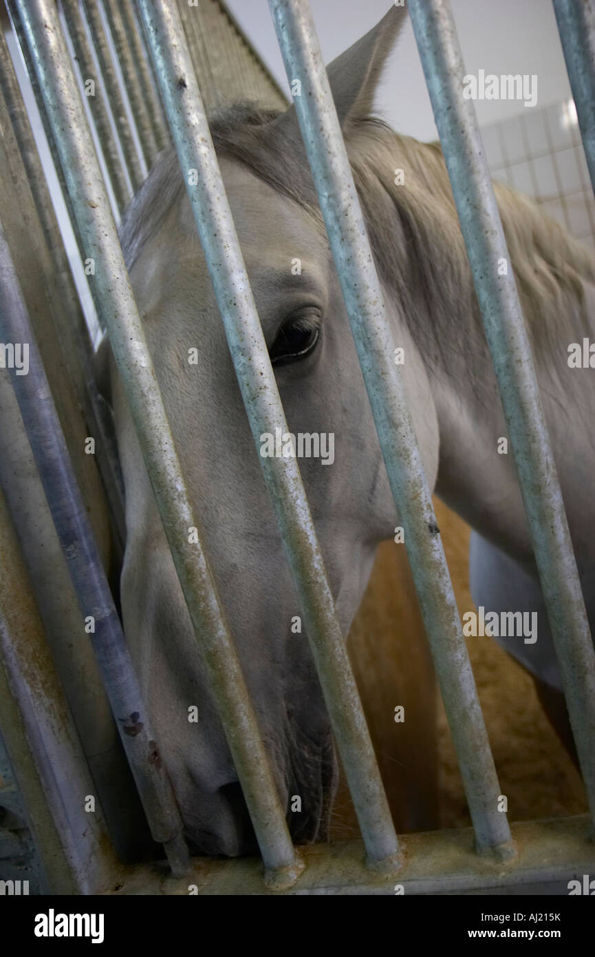 horse in stud Piber Stock Photo - Alamy