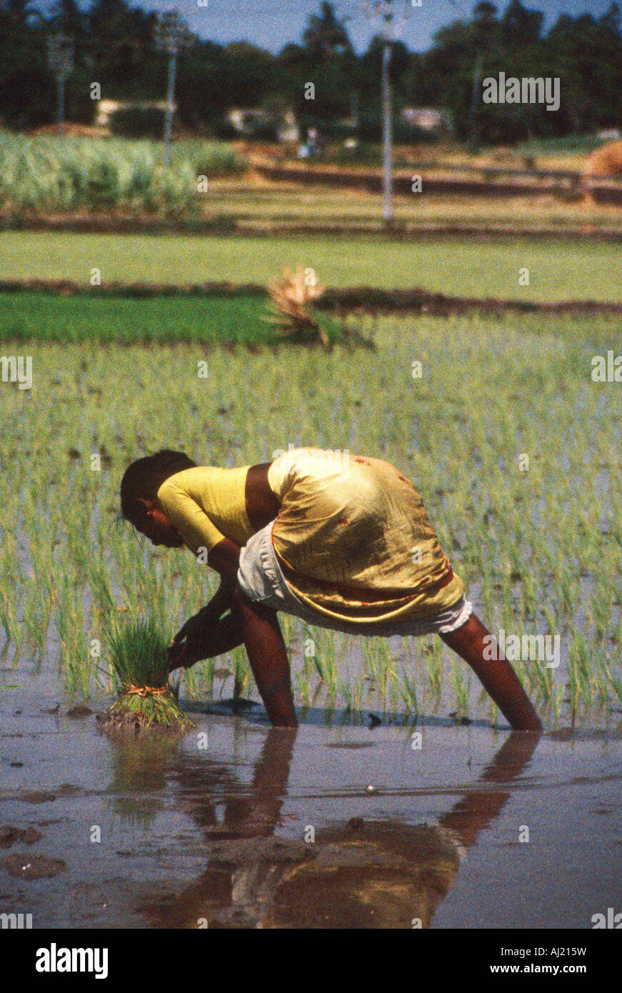 Indian woman wearing sari working in rice field Stock Photo - Alamy