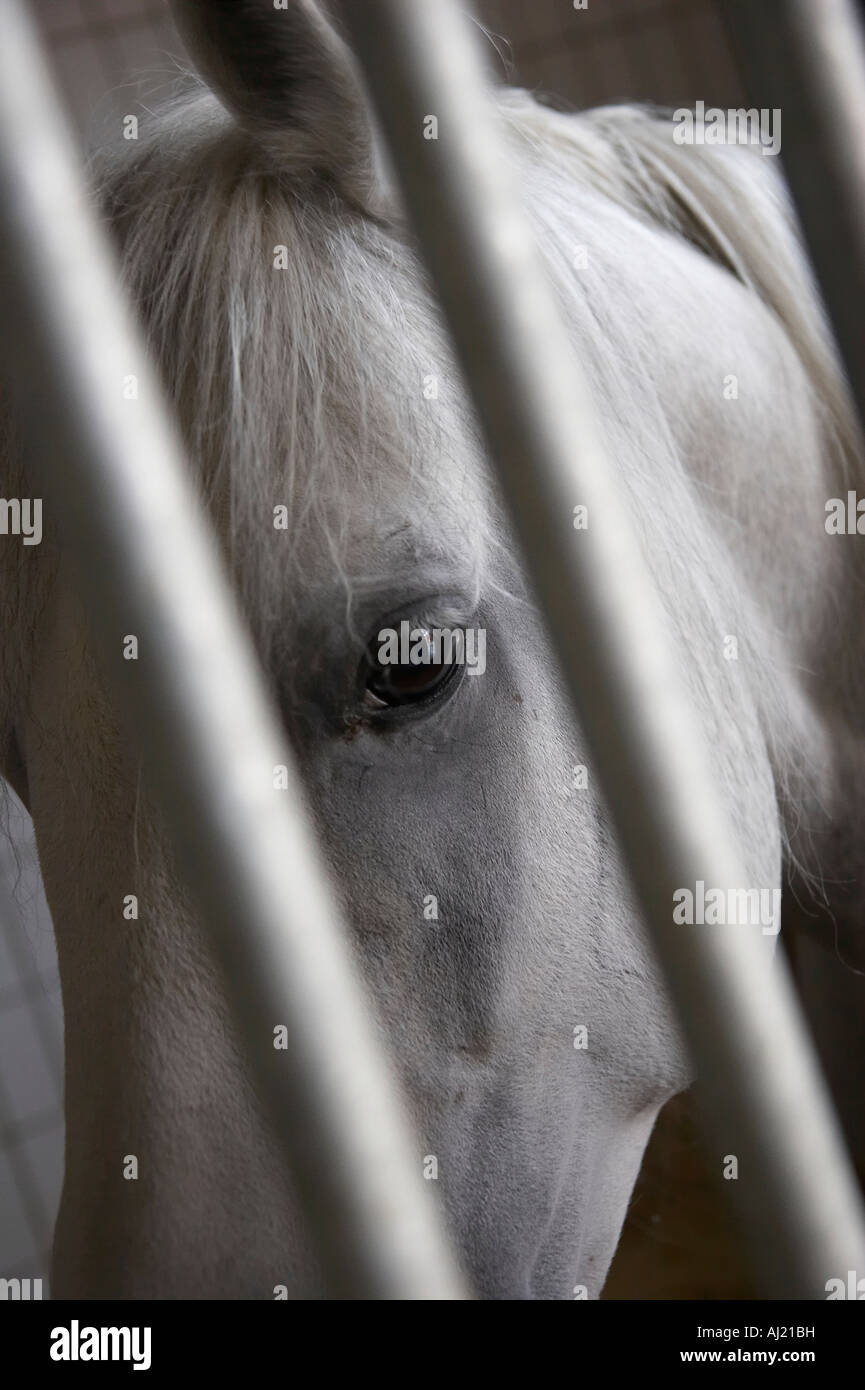 Piber osterreich hi-res stock photography and images - Alamy