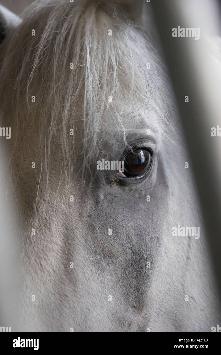 horse in stud Piber Stock Photo - Alamy