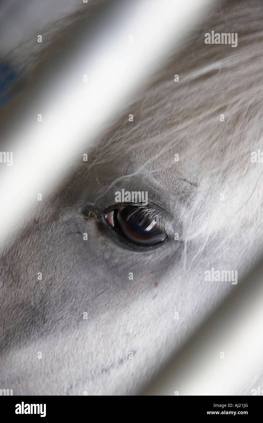 Piber osterreich hi-res stock photography and images - Alamy