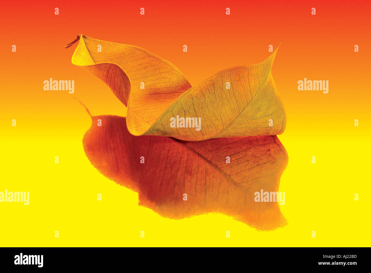 Curled on a leaf hi-res stock photography and images - Alamy