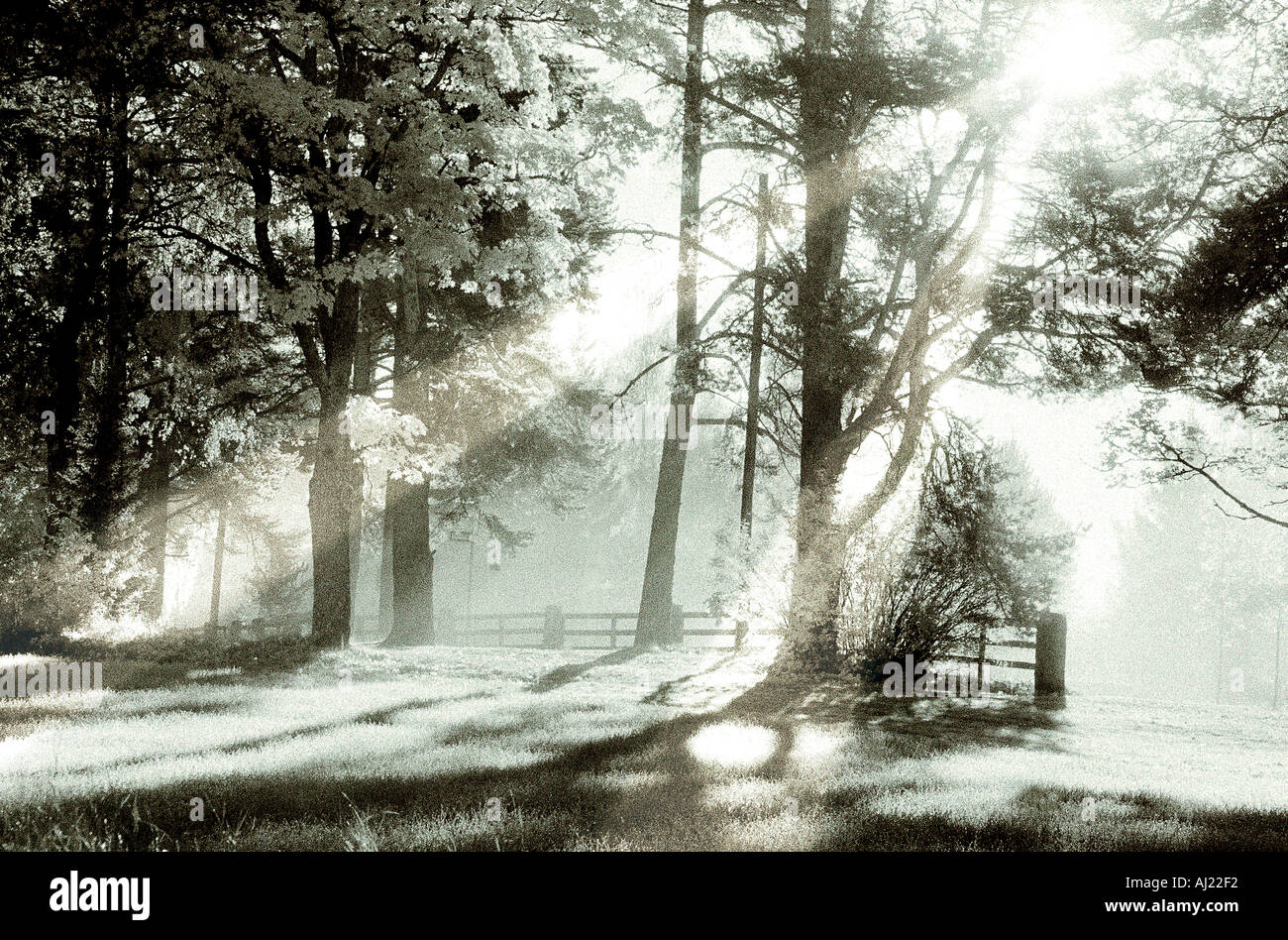Black And White Landscape Of Sun Streaming Through Trees In The