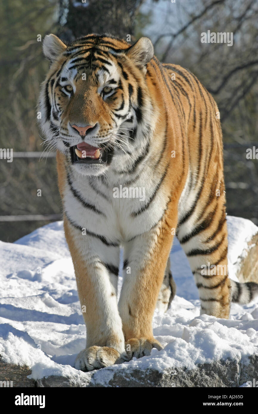 siberian tiger in snow Stock Photo - Alamy