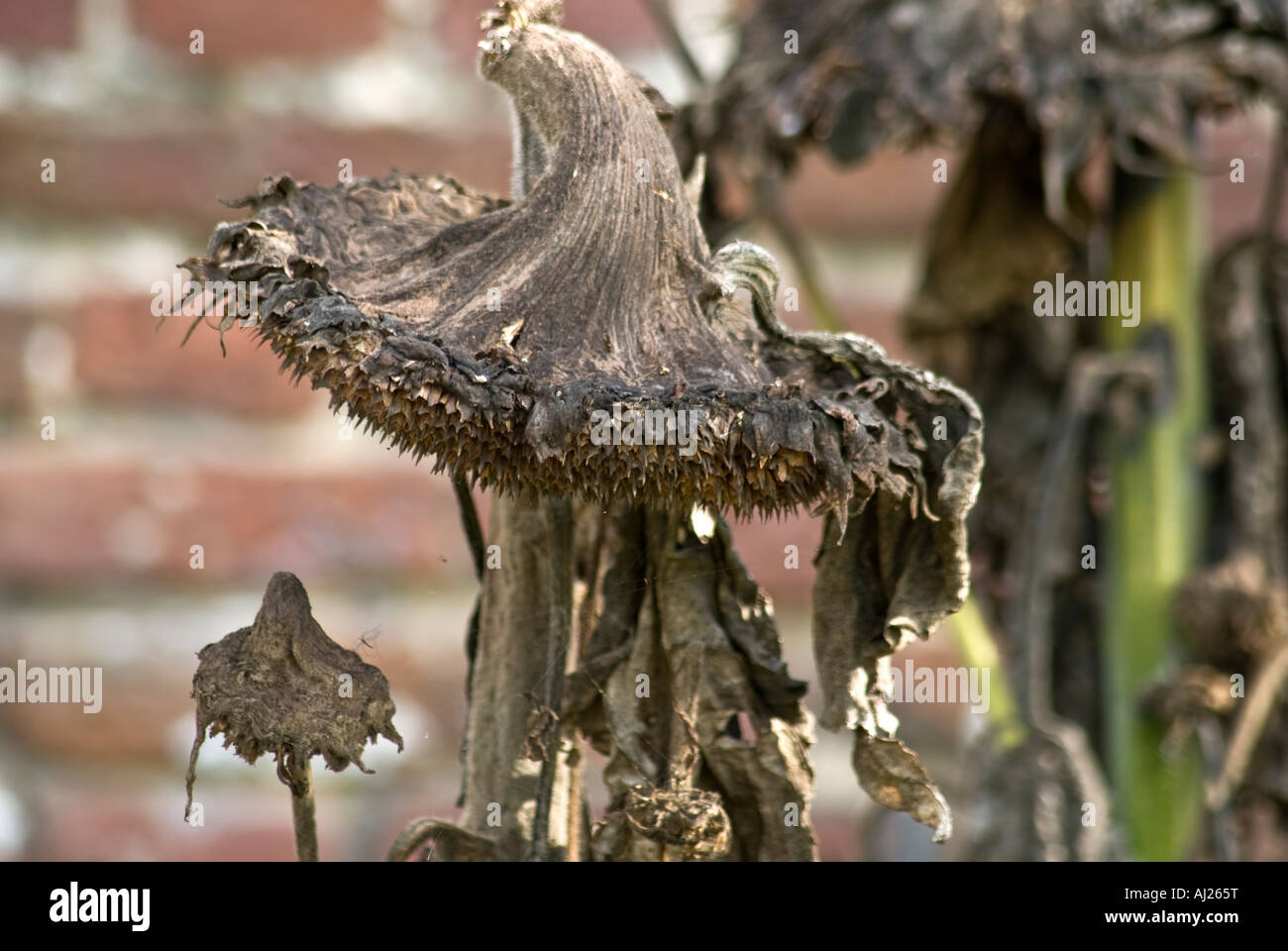 Dessicated Sunflower Seed head Stock Photo - Alamy