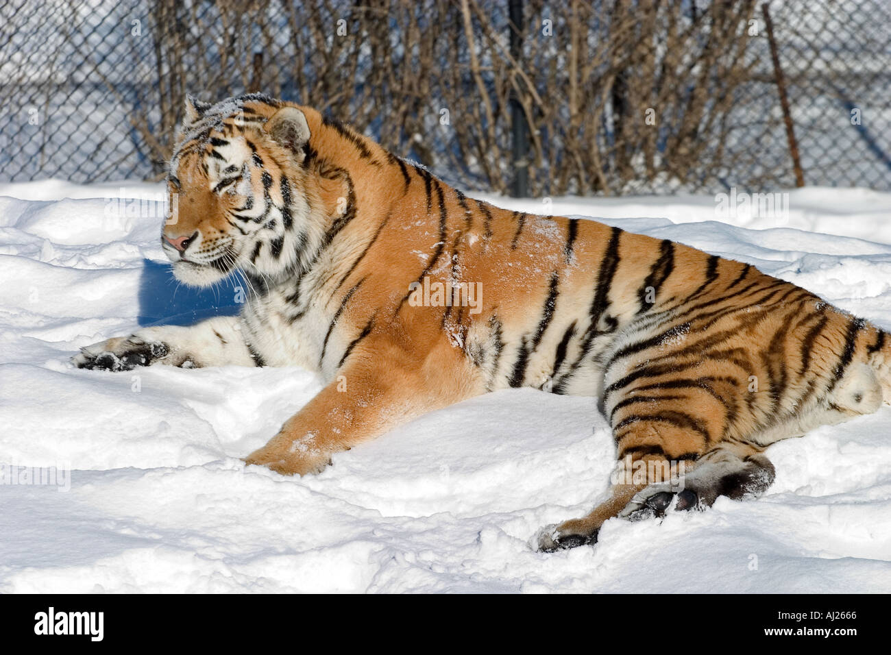 siberian tiger in snow Stock Photo - Alamy