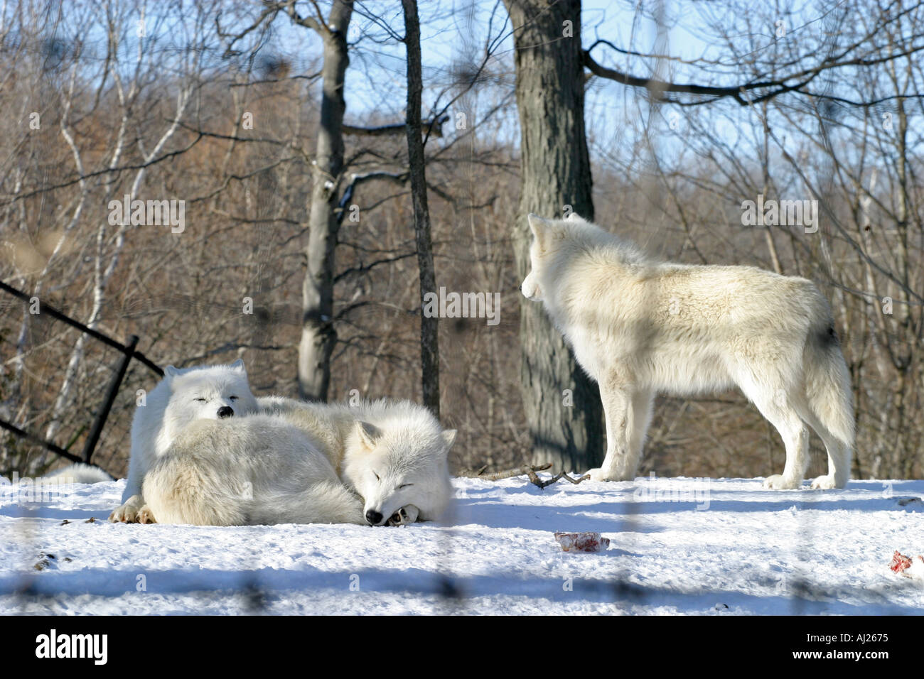 2 white wolves hi-res stock photography and images - Alamy