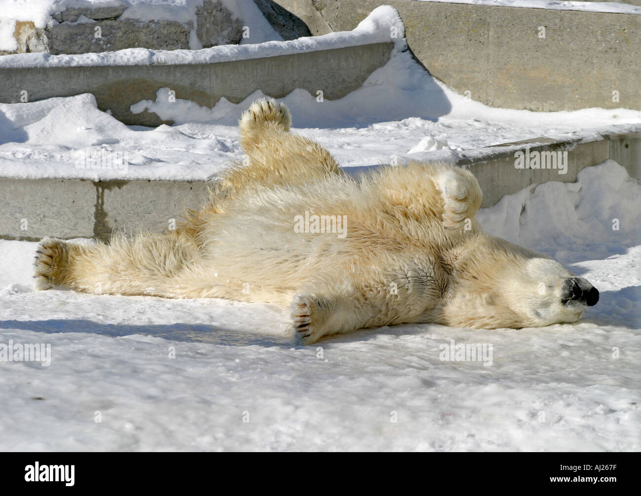 polar bear playfully stretching Stock Photo - Alamy