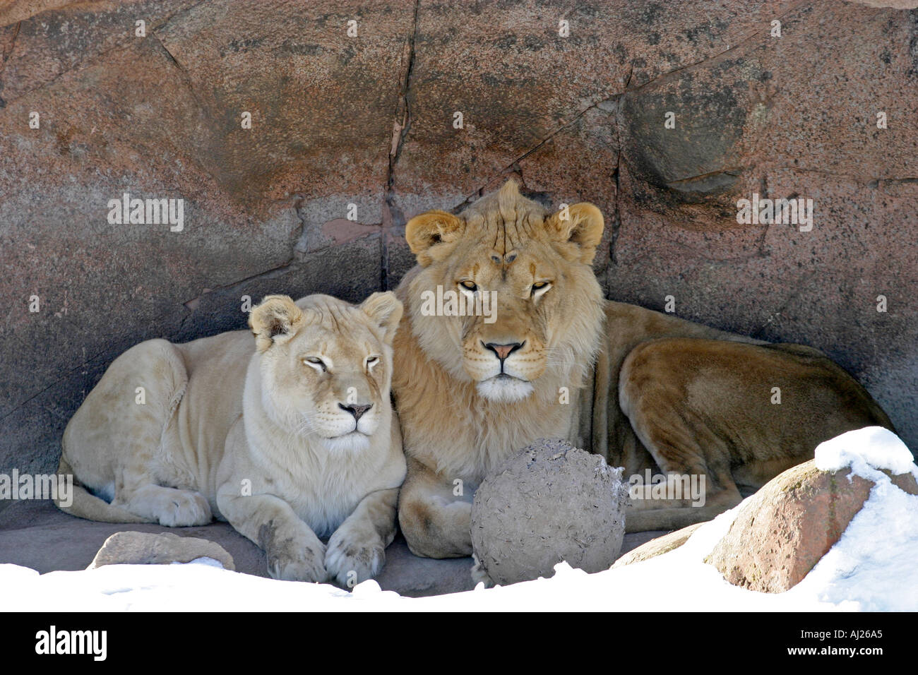 Lions den zoo hi-res stock photography and images - Alamy