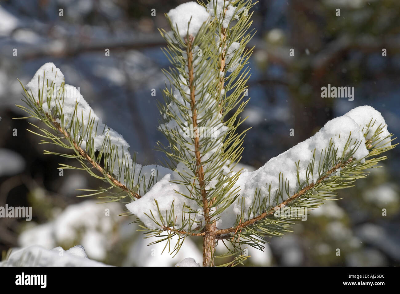 Triple branch hi-res stock photography and images - Alamy