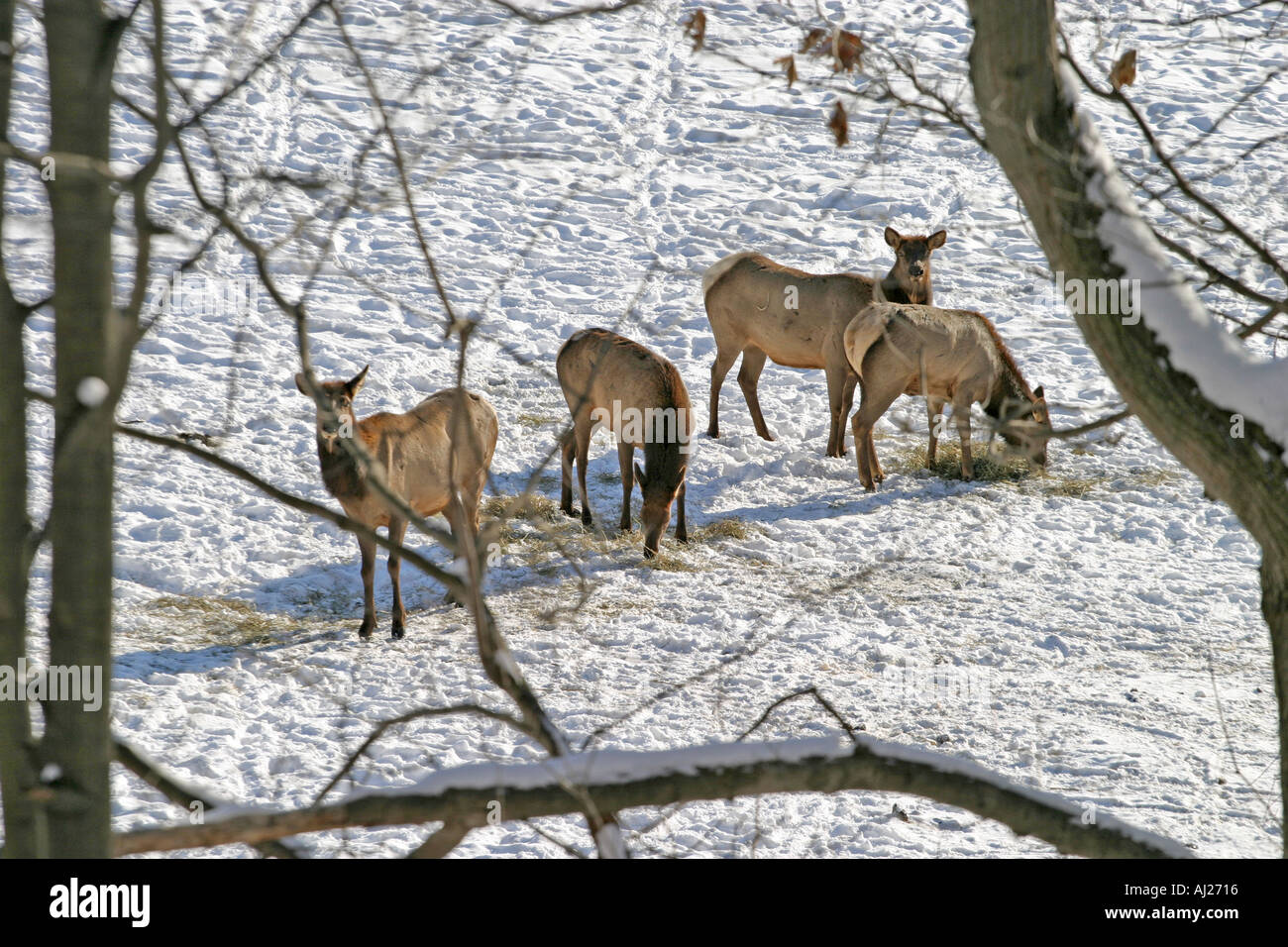 Deer hunt season hi-res stock photography and images - Alamy