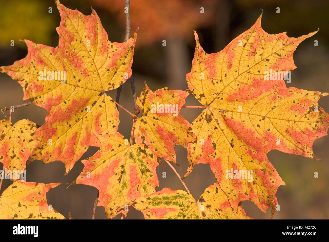 maple leaves changing color in fall season Stock Photo - Alamy