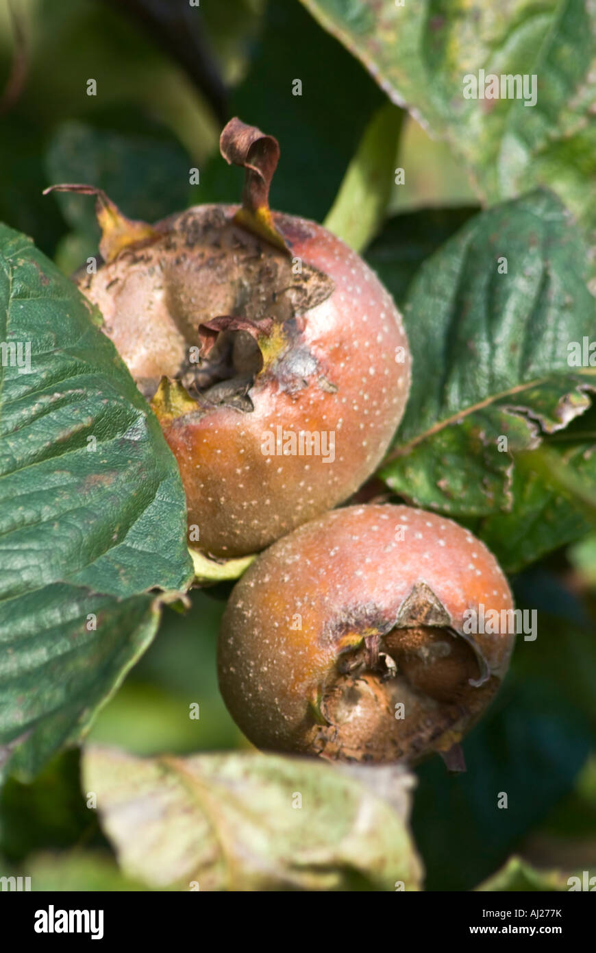 Two Medlar fruit growing tree Mespilus germanica Stock Photo - Alamy